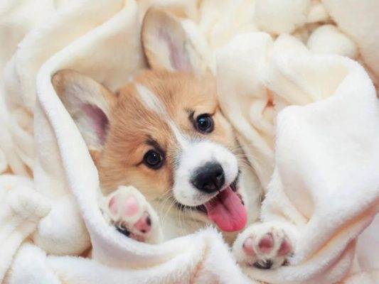 Top 10 Common Corgi Health Problems & How To Treat Them