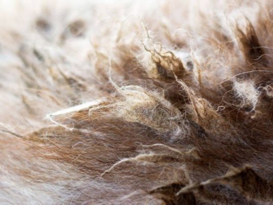 How To Demat A Dog At Home Safely With 6 Expert Tips & Tools