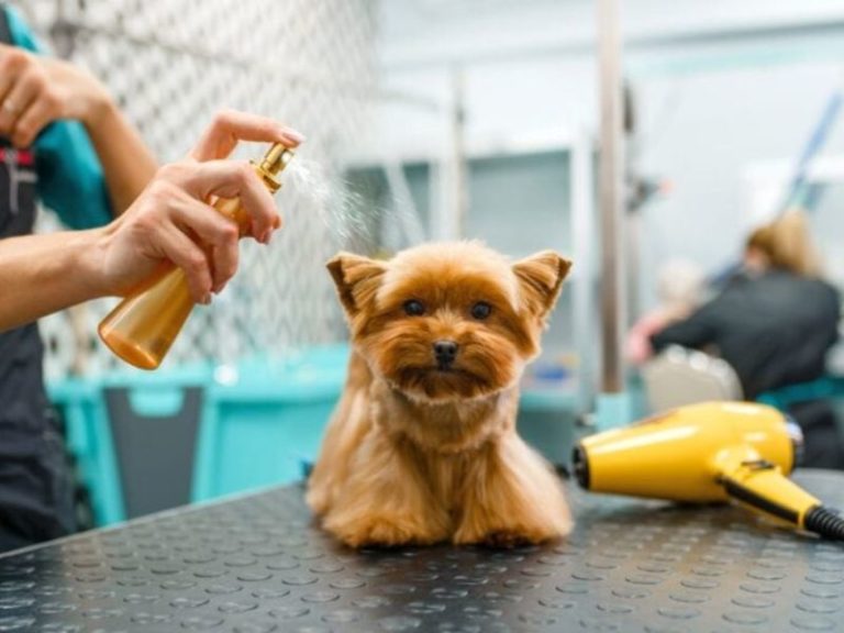 How To Demat A Dog At Home Safely With 6 Expert Tips & Tools