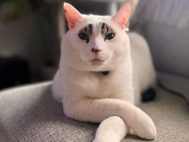 Do Cats Have Eyebrows? The Newest Updated Information 2023