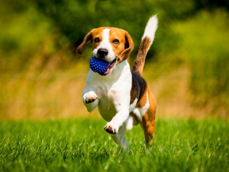 What Is Positive Reinforcement Dog Training & Dose It Work?