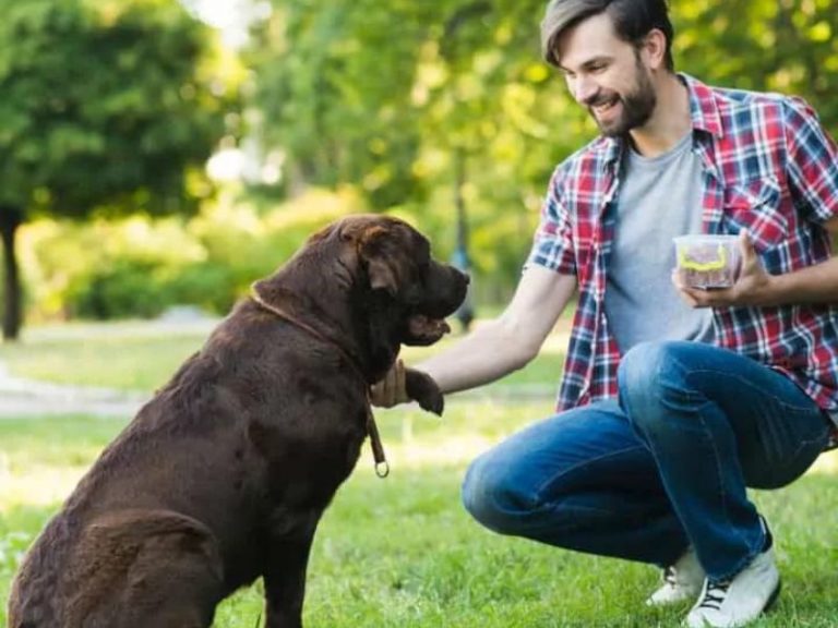 What Is Positive Reinforcement Dog Training & Dose It Work?