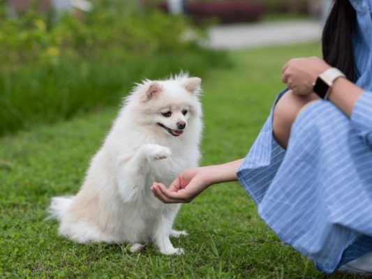 6 Techniques For Deaf Dog Training: Step-by-Step To Follow