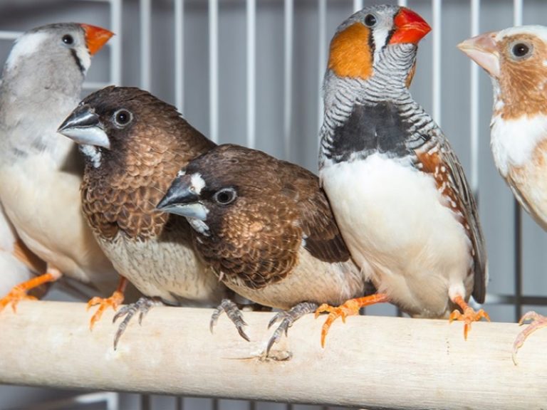 17 Popular Types Of Finches: A Complete List With Photos