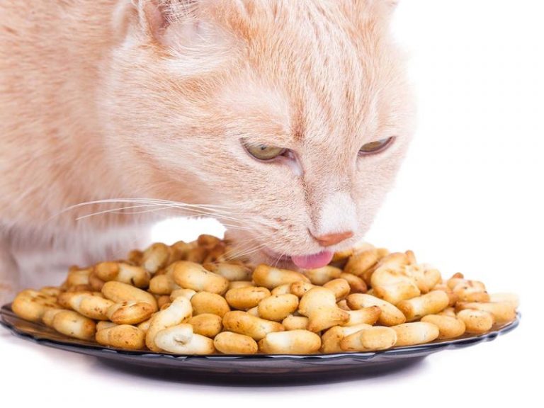 Can Cats Eat Goldfish Crackers? Top Safest Guide In 2023