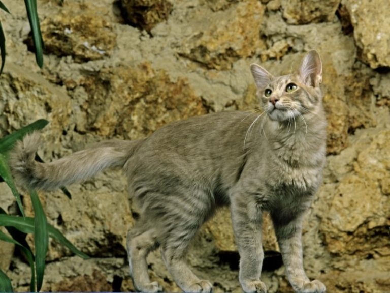 Oriental Longhair Cat: A Complete Breed Profile With Photos