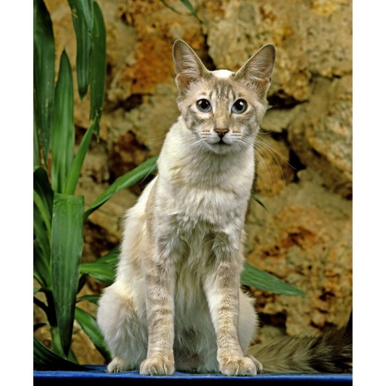 Oriental Longhair Cat: A Complete Breed Profile With Photos