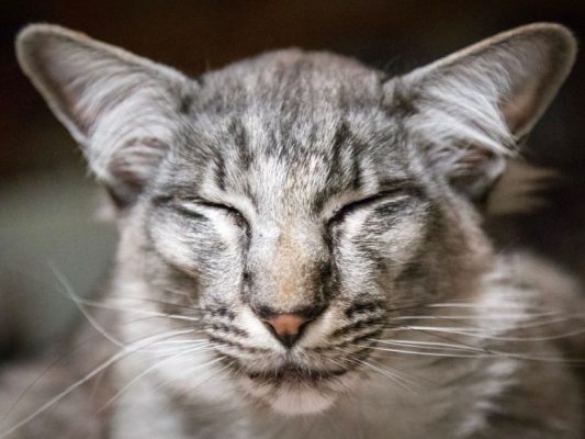 Oriental Longhair Cat: A Complete Breed Profile With Photos