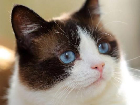 Snowshoe Cat Breed: A Perfect Blend Of Beauty And Playfulness