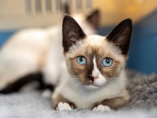 Snowshoe Cat Breed: A Perfect Blend Of Beauty And Playfulness