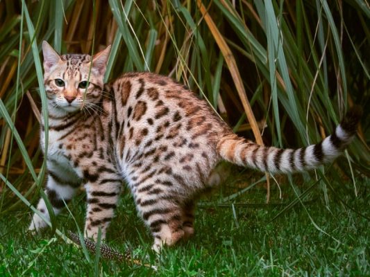 Savannah Cat Breed: Exotic Elegance And Wild Spirit