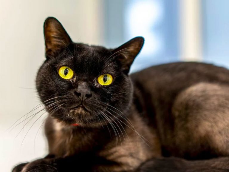 Unveiling Bombay Cat Breed: Black Beauty With A Gentle Soul