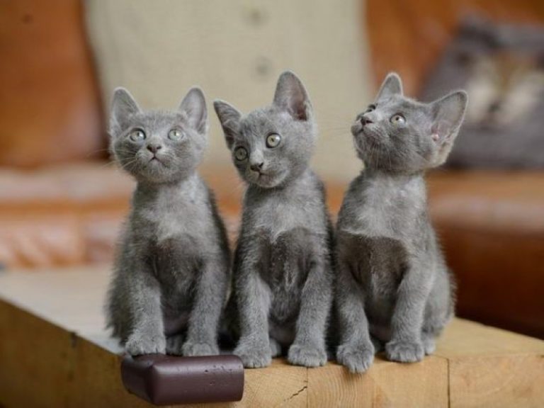 Korat Cat Breed: Graceful Silver Beauties With Loving Hearts