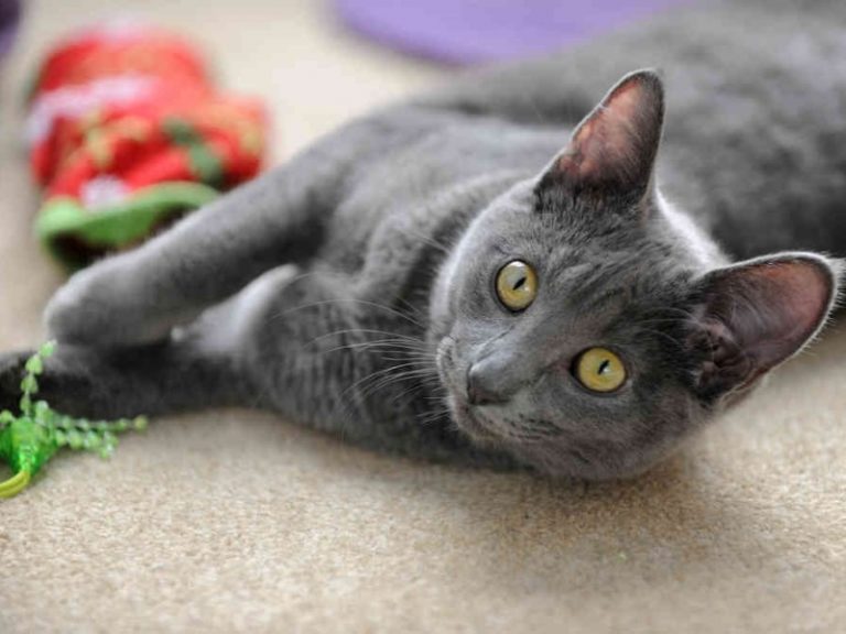 Korat Cat Breed: Graceful Silver Beauties With Loving Hearts
