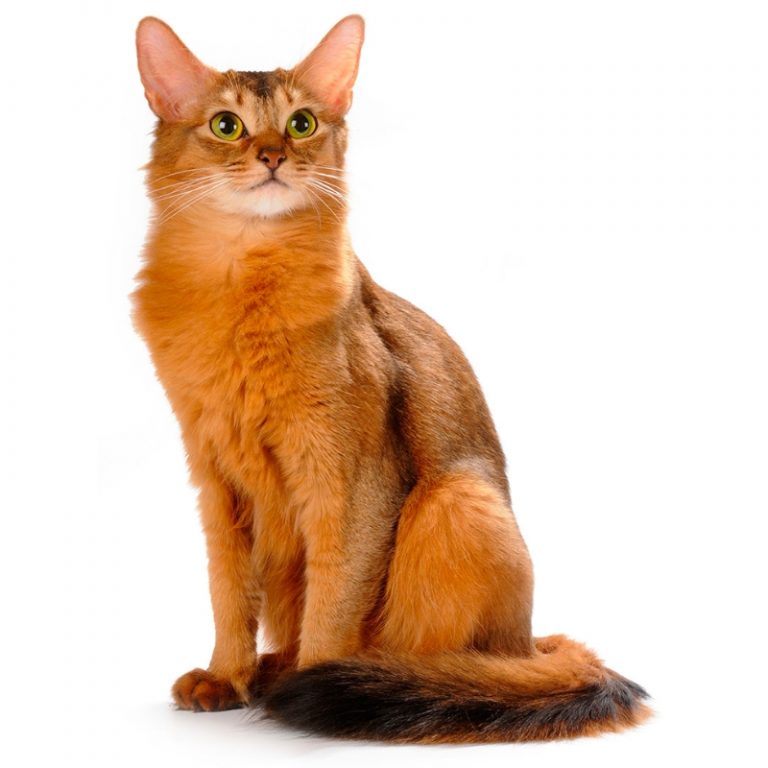 Discover The Somali Cat Breed: Agile And Alluring