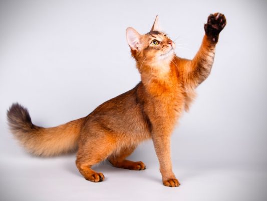 Discover The Somali Cat Breed: Agile And Alluring