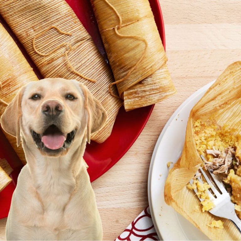 Can Dogs Eat Tamales? Everything Explain Here!
