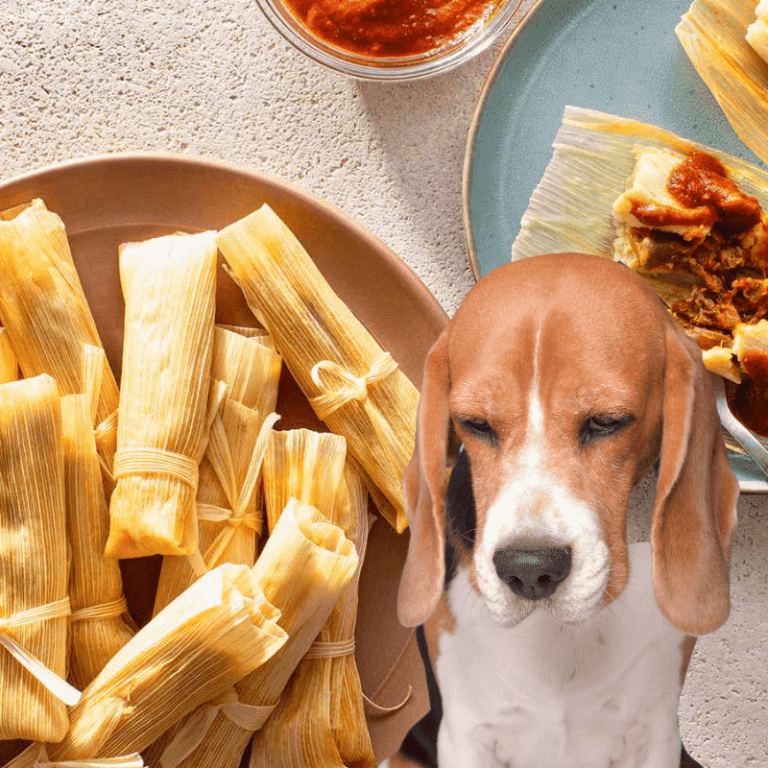 Can Dogs Eat Tamales? Everything Explain Here!