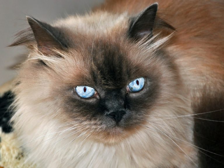 Himalayan Cat Breed: 5 Compelling Reasons To Adopt Today