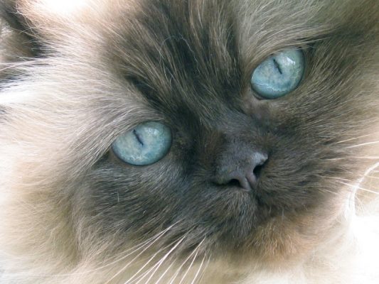 Himalayan Cat Breed: 5 Compelling Reasons To Adopt Today