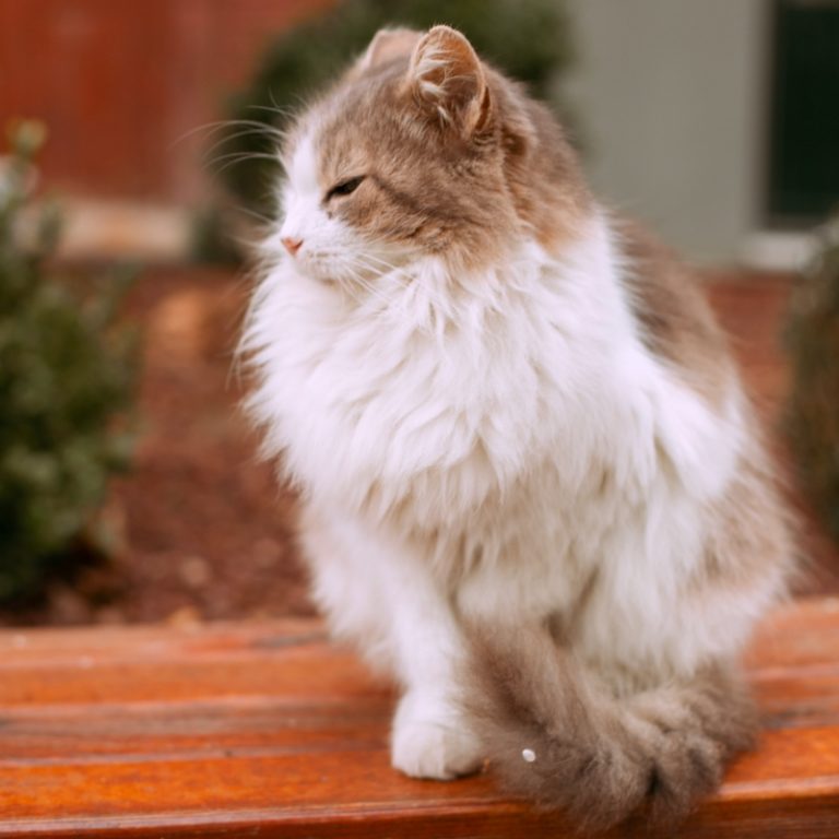Unveiling The RagaMuffin Cat Breed: Unraveling Their Magic