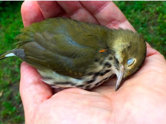 Understanding 7 Bird In Shock Symptoms And Treatment Options