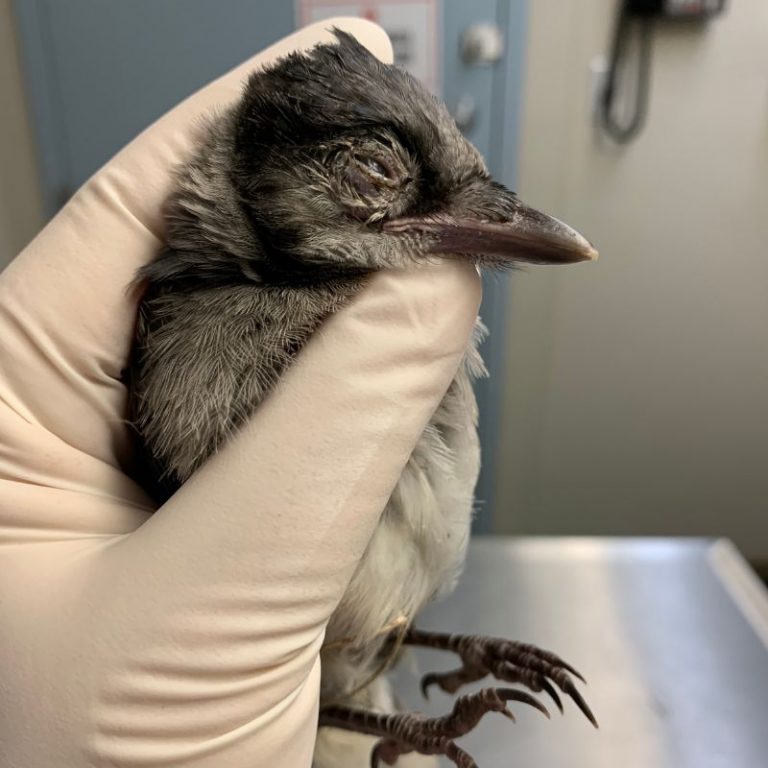 Understanding 7 Bird In Shock Symptoms And Treatment Options