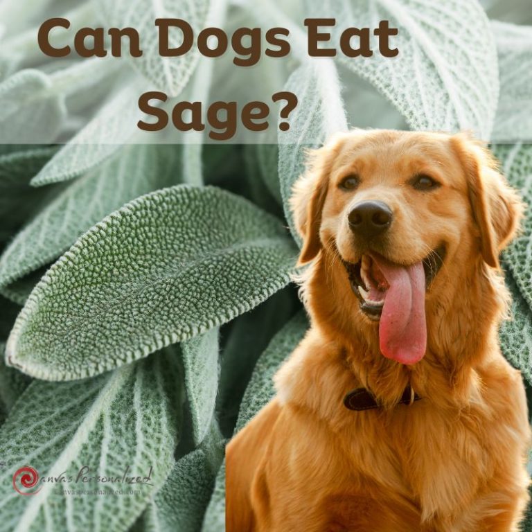Can Dogs Eat Sage? Is Sage Good Or Toxic For Your Dog?