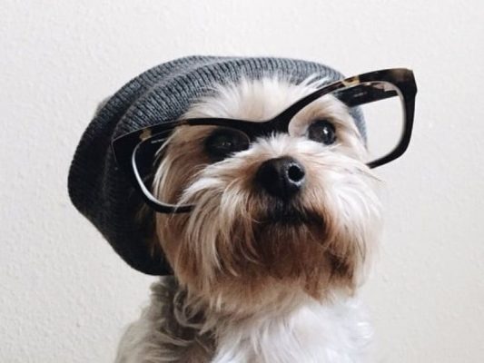 230+ Famous Literary Dog Names For Poetry-Loving Owner