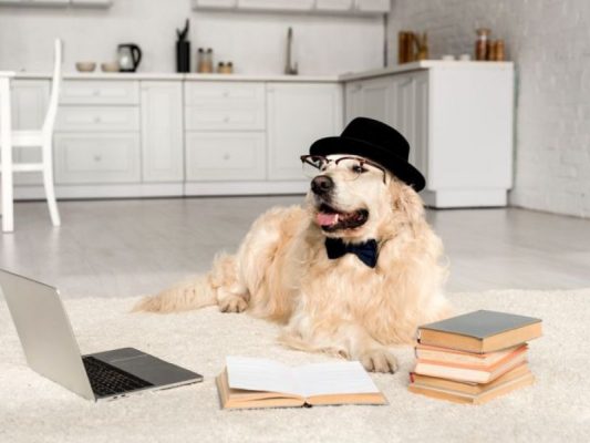 230+ Famous Literary Dog Names For Poetry-Loving Owner