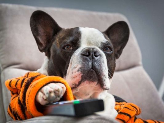 Top 430 Dog Names From Movies That Are Adorable And Unique