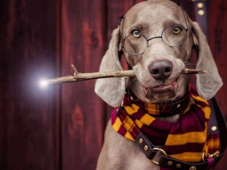 Top 430 Dog Names From Movies That Are Adorable And Unique