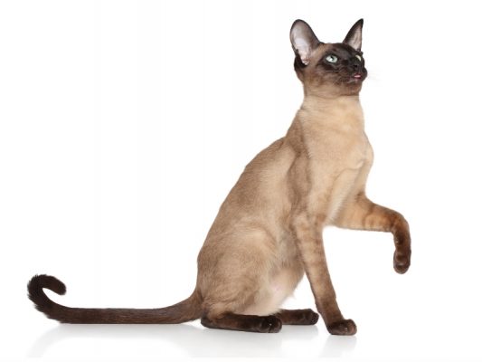 Siamese Cat Breed: A Full Guide To Explore Its Charm