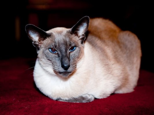 Siamese Cat Breed: A Full Guide To Explore Its Charm