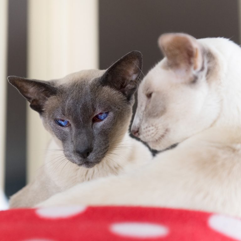 Siamese Cat Breed: A Full Guide To Explore Its Charm