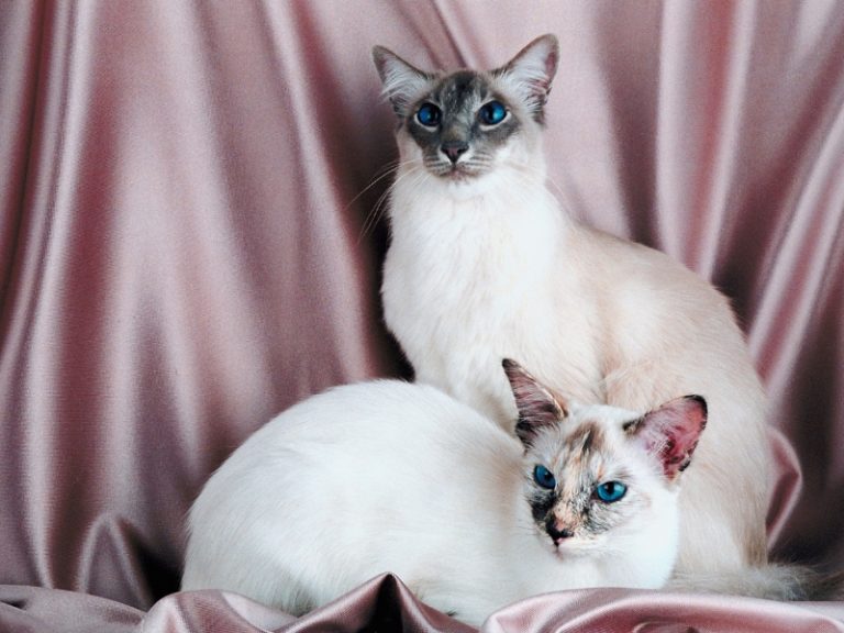 Siamese Cat Breed: A Full Guide To Explore Its Charm