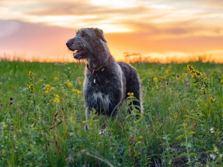 390 Strong Dog Names Male For Your Mighty Canine Friends 390-strong-dog-names-male-for-your-mighty-canine-friends