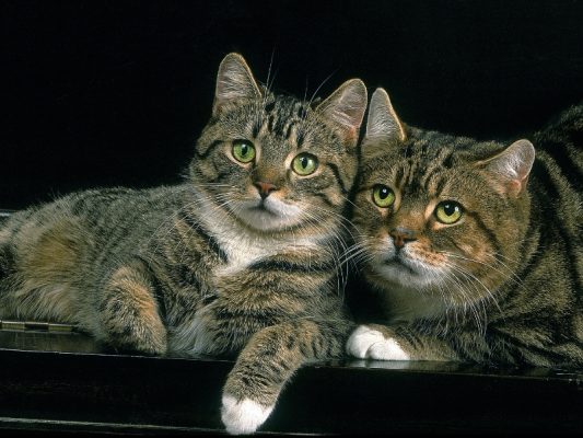 Manx Cat Breed: Discover The Fascinating Tailless Wonder