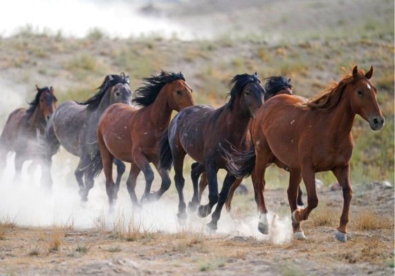 Exploring Mustang Horse Breed: Wild Origins And Traits