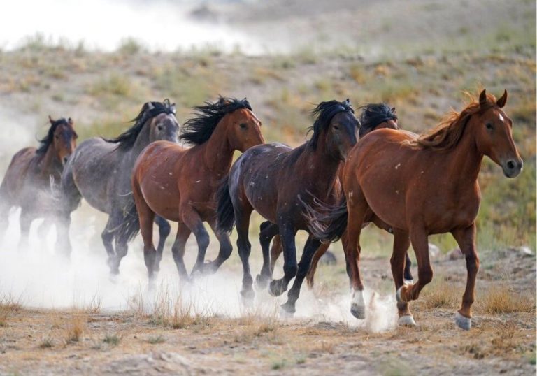 Exploring Mustang Horse Breed: Wild Origins And Traits