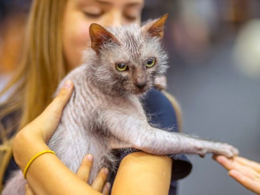 Unveiling The Enigmatic Lykoi Cat Breed: A Must-Know