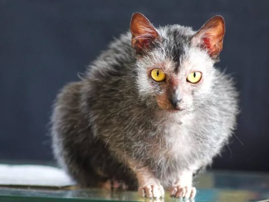 Unveiling The Enigmatic Lykoi Cat Breed: A Must-Know