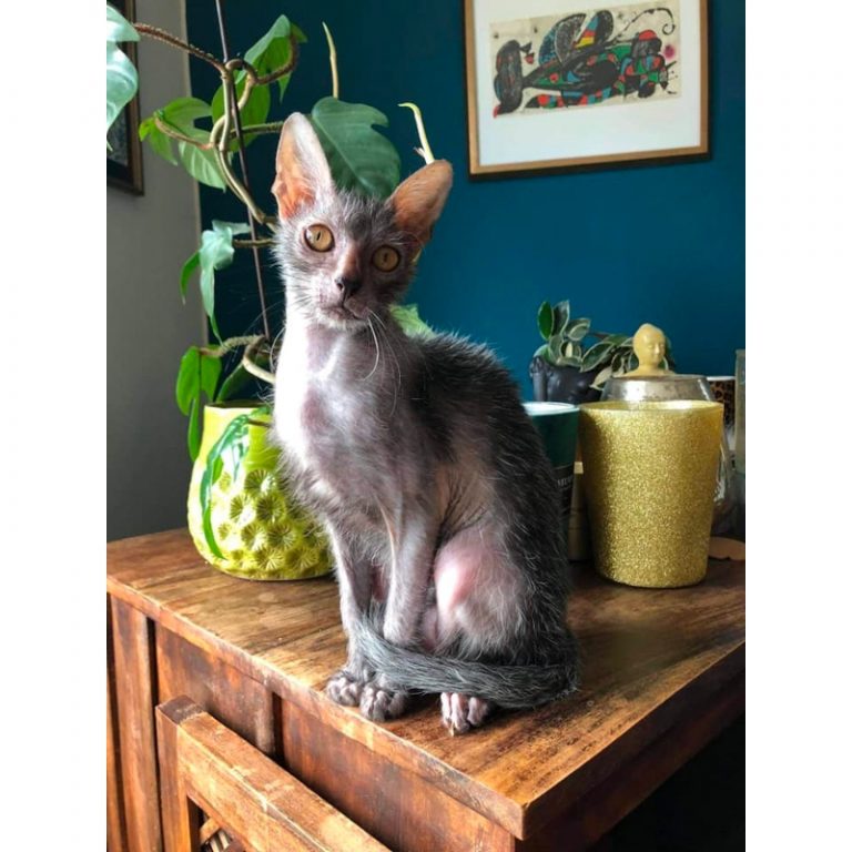 Unveiling The Enigmatic Lykoi Cat Breed: A Must-Know