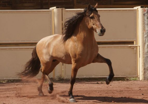 Azteca Horse Breed: Alluring Blend Of Elegance And Strength