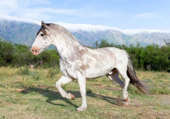 Azteca Horse Breed: Alluring Blend Of Elegance And Strength