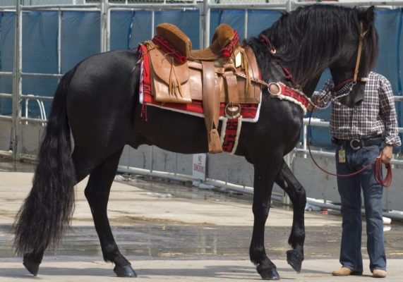 Azteca Horse Breed: Alluring Blend Of Elegance And Strength