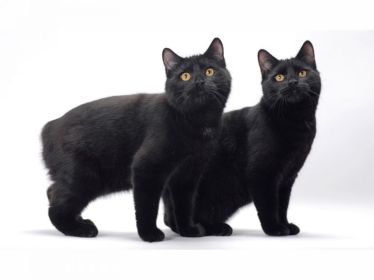 Manx Cat Breed: Discover The Fascinating Tailless Wonder