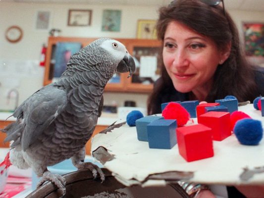 11 Most Talking Bird Species: Which Ones Are The Best Pets?