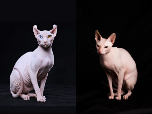 Elf Cat Breed: The Ultimate Guide To Owning This Rare Pet