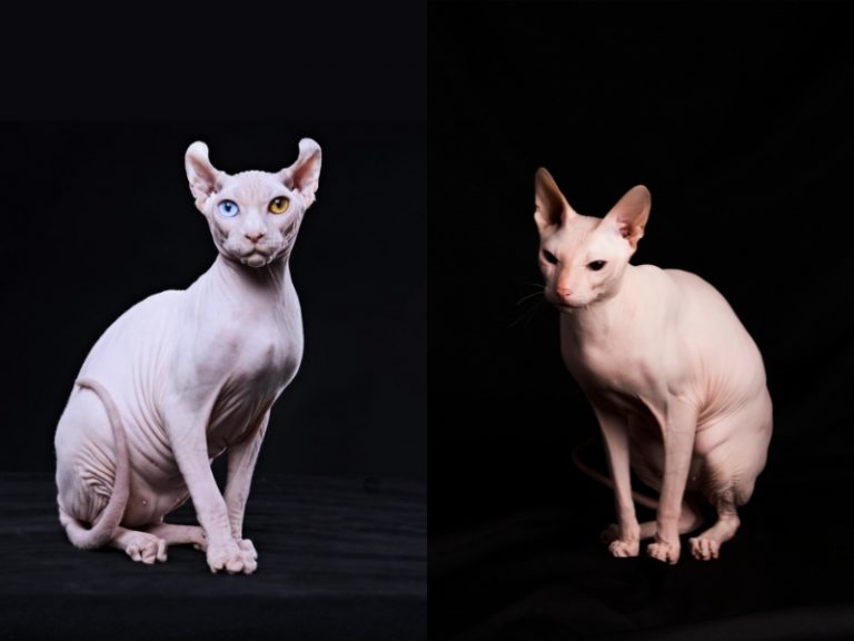 Elf Cat Breed: The Ultimate Guide To Owning This Rare Pet
